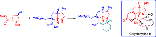 Synthesis of a Model Tetracyclic Core Structure of Calyciphylline B ...