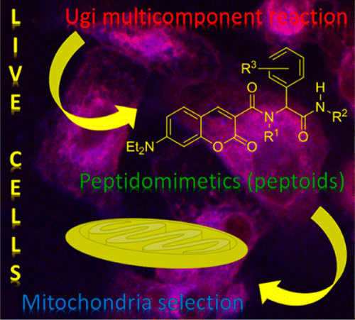 Fluorescent Peptoids as Selective Live Cell Imaging Probes,The Journal ...