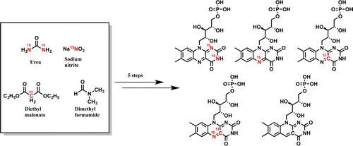Site-Selective Synthesis of 15N- and 13C-Enriched Flavin Mononucleotide ...