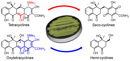 四环素类抗生素的真菌生物转化,The Journal of Organic Chemistry - X-MOL