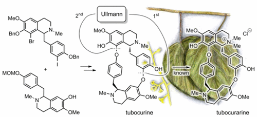 模块化获取（±）-Tubocurine和（±）-Curine-形式的全合成Tubocurarine,The Journal of ...