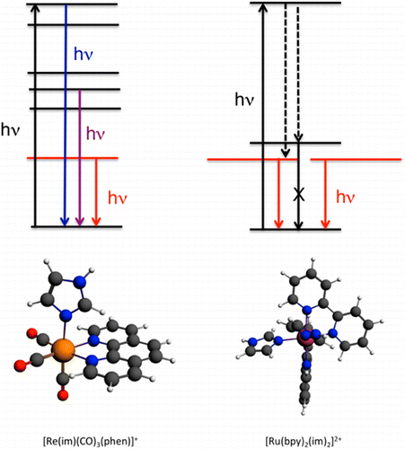 [Re（L）（CO） 3 （phen）] + 和[Ru（L） 2 （bpy） 2 ] 2+ （L =咪唑），改性蓝中长距离电子转移的构建单元的 ...