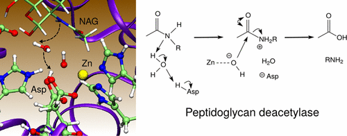 肽聚糖脱乙酰酶的催化机理:计算研究 The Journal Of Physical Chemistry B X Mol