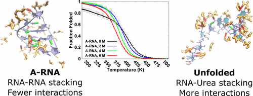 RNA Tetraloop与尿素的平衡变性和优先相互作用,The Journal of Physical Chemistry B - X-MOL