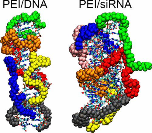 通过分子动力学模拟揭示 PEI/DNA 和 PEI/siRNA 复合物的结构比较,The Journal of Physical ...