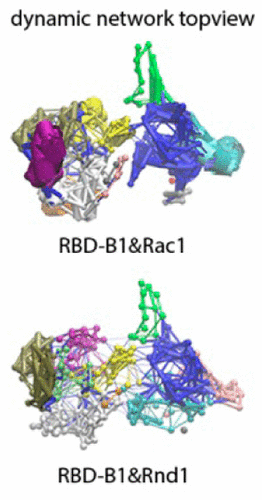 Molecular Dynamics Simulations Reveal Isoform Specific Contact Dynamics ...