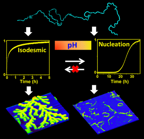 pH响应机制开关调节功能性淀粉样蛋白的树突状和纤维状纳米结构的形成。,The Journal of Physical Chemistry B ...
