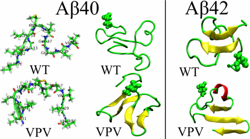 C端突变对Aβ40和Aβ42结构和动力学的影响：分子模拟研究,The Journal of Physical Chemistry B - X-MOL