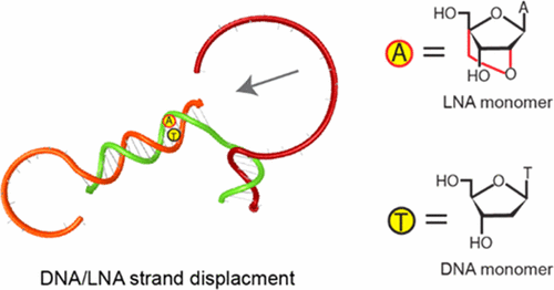 Kinetics of DNA Strand Displacement Systems with Locked Nucleic Acids ...