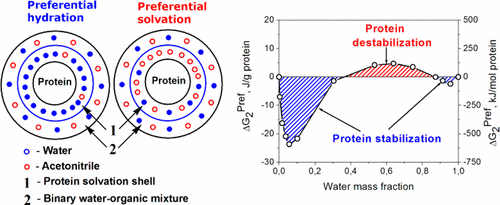 Preferential Solvation/Hydration of α-Chymotrypsin in Water ...