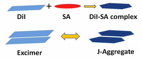 Reversible Transition between Excimer and J-Aggregate of ...