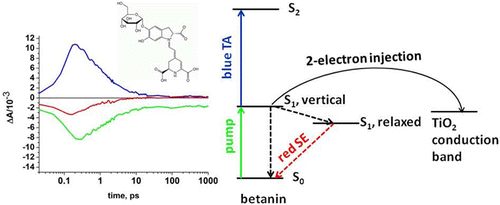 Dynamics of Interfacial Electron Transfer from Betanin to ...