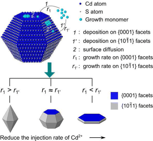 Toward Facet Engineering of CdS Nanocrystals and Their Shape-Dependent ...