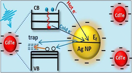 Ultrafast Charge Transfer and Trapping Dynamics in a Colloidal Mixture ...