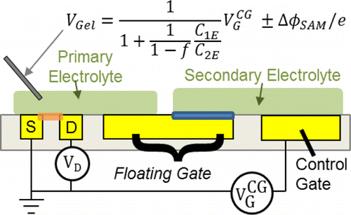 Operating and Sensing Mechanism of Electrolyte-Gated Transistors with ...