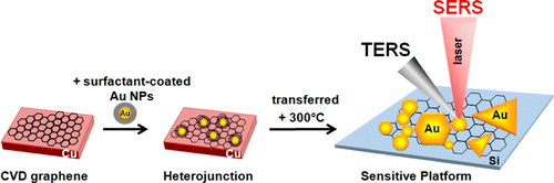 金纳米颗粒转移的CVD石墨烯：在单个三角形纳米板上的TERS和SERS的理想平台,The Journal of Physical Chemistry C - X-MOL