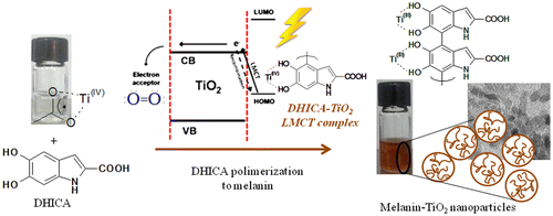 黑色素生成前体的自由基聚合反应中的5,6-二羟基吲哚-2-羧酸-TiO 2 电荷转移配合物,The Journal of Physical ...