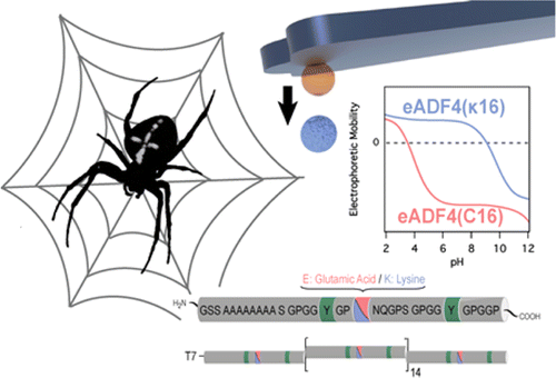 Colloidal Properties of Recombinant Spider Silk Protein Particles,The ...