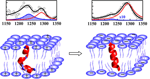 Amide III SFG Signals as a Sensitive Probe of Protein Folding at Cell ...