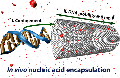 Conformational Thermodynamics of DNA Strands in Hydrophilic Nanopores,The Journal of Physical ...