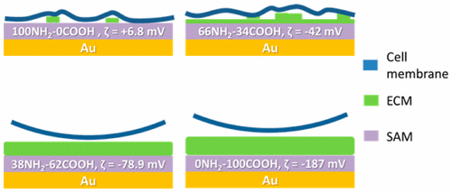 耗散监测（QCM-D）对石英晶体微量天平揭示的NIH3T3细胞黏附行为的表面电势的影响,The Journal of Physical ...