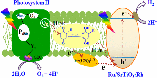 Crucial Roles of Electron–Proton Transport Relay in the Photosystem II ...