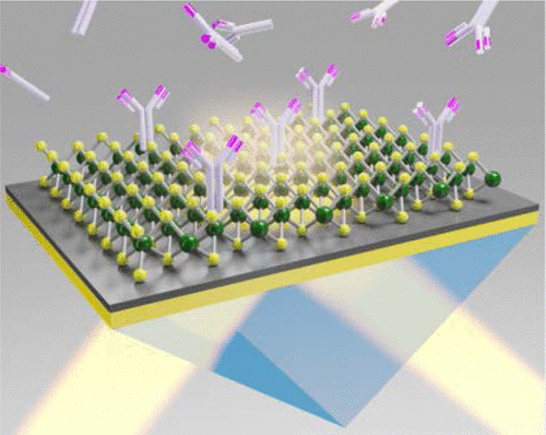 Two-Dimensional Transition Metal Dichalcogenide Enhanced Phase ...
