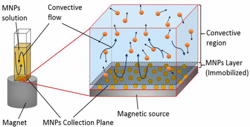 Kinetics of Low Field Gradient Magnetophoresis in the Presence of ...