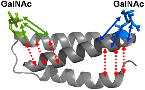 Glycosylation May Reduce Protein Thermodynamic Stability by Inducing a ...