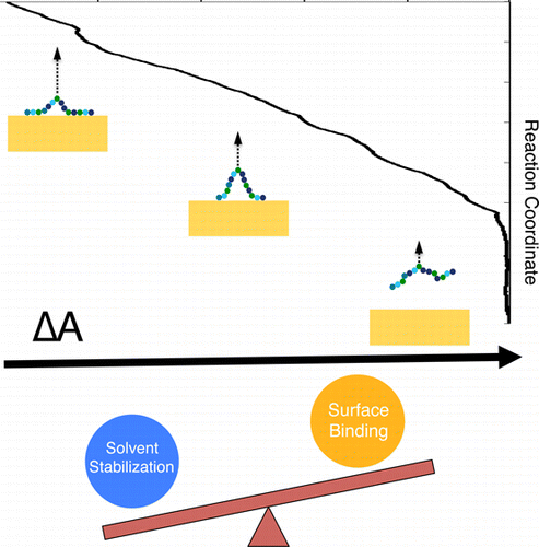 Influence of Solvent in Controlling Peptide–Surface Interactions,The ...