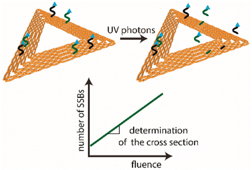 Using DNA Origami Nanostructures To Determine Absolute Cross Sections ...