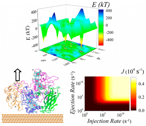Decaheme Cytochrome MtrF Adsorption and Electron Transfer on Gold Surface,The Journal of ...