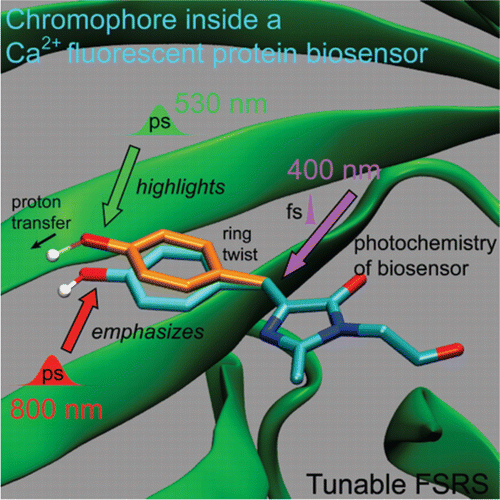 Ultrafast Structural Evolution and Chromophore Inhomogeneity inside a ...