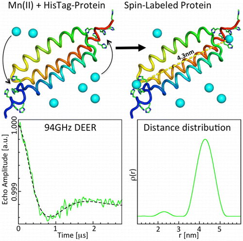 The Use of Mn(II) Bound to His-tags as Genetically Encodable Spin-Label ...