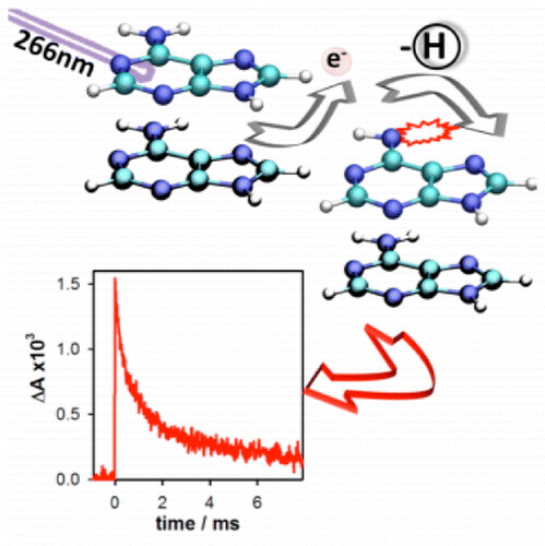 UV-Induced Adenine Radicals Induced in DNA A-Tracts: Spectral and Dynamical Characterization,The ...