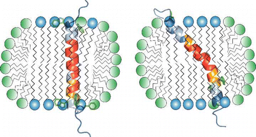 Direct Evaluation of Protein–Lipid Contacts Reveals Protein Membrane ...
