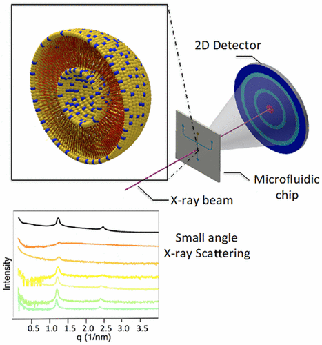 Microfluidic Platform for the Continuous Production and Characterization of Multilamellar ...