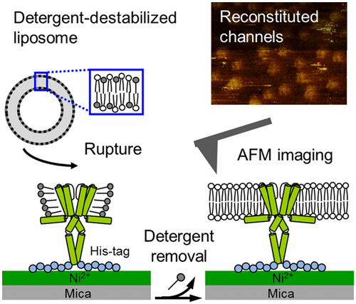 Oriented Reconstitution of the Full-Length KcsA Potassium Channel in a ...