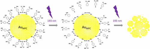 Ultraviolet Photodissociation of Selected Gold Clusters: Ultraefficient ...
