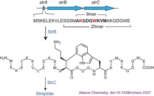 《Nature Chemistry》：细菌的化学“朋友圈”- X-MOL资讯