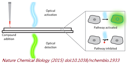 《Nature Chem. Bio.》：新型全光学手段筛选小分子药物- X-MOL资讯