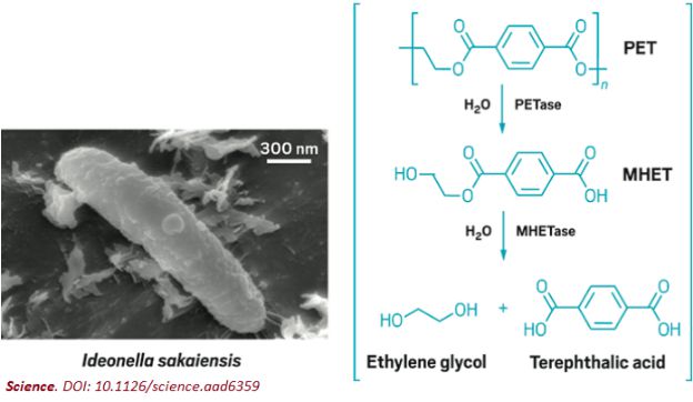 《Science》： “吃”PET塑料的细菌- X-MOL资讯