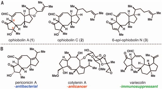 “萌”教授的《Science》好文：9步立体选择性合成二倍半萜- X-MOL资讯