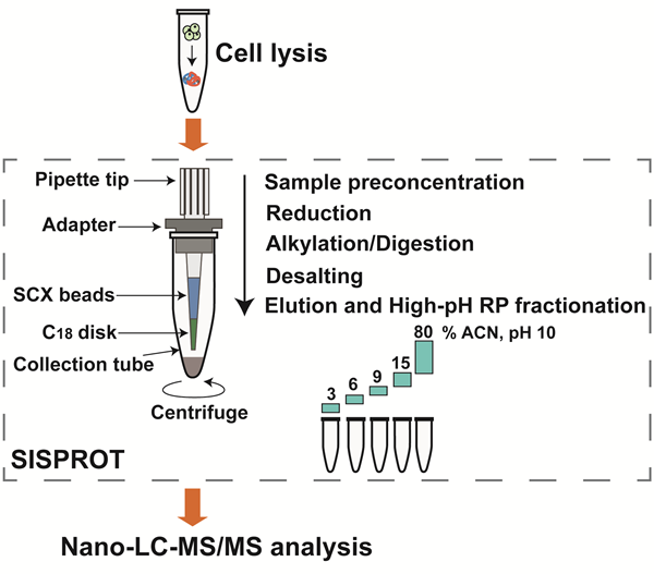 基于Spintip的简单集成的样品前处理技术应用于深度蛋白质组学研究- X-MOL资讯