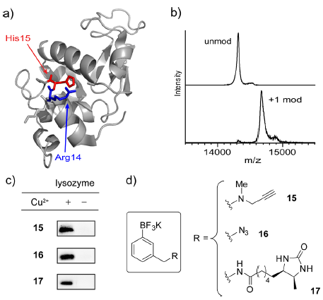 JACS：蛋白质的N-H键活化？- X-MOL资讯