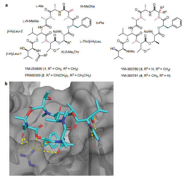 Nature Chem.：选择性G蛋白抑制剂的全合成及构效关系研究工作- X-MOL资讯
