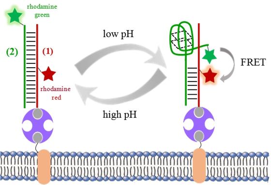 固定在细胞膜上的核酸探针用于细胞周围pH检测- X-MOL资讯