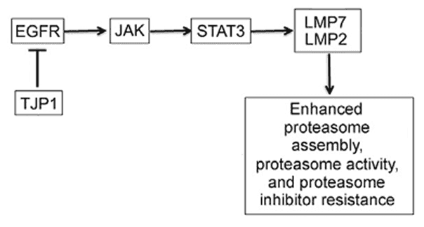 TJP1调节多发性骨髓瘤的蛋白酶体抑制剂敏感性的作用机制- X-MOL资讯