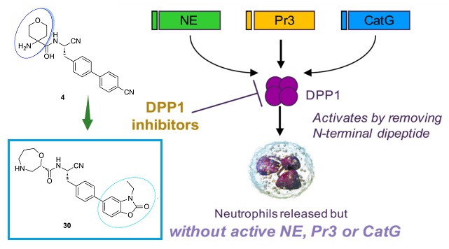 从减毒增效到临床试验：AZD7986，慢性阻塞性肺病治疗领域新分子- X-MOL资讯