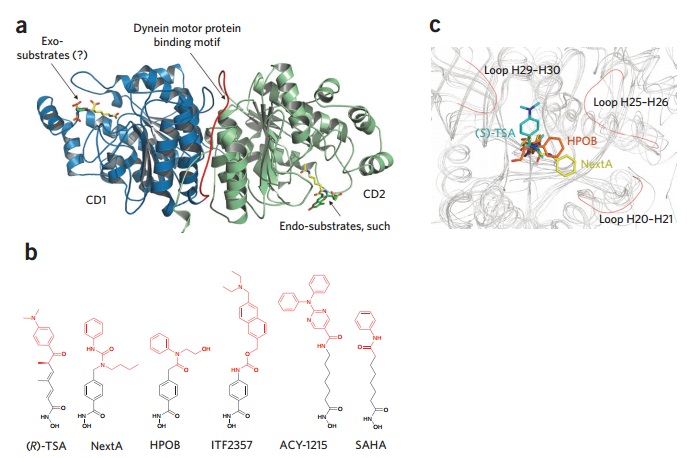 组蛋白去乙酰化酶HDAC6晶体结构研究进展评论- X-MOL资讯